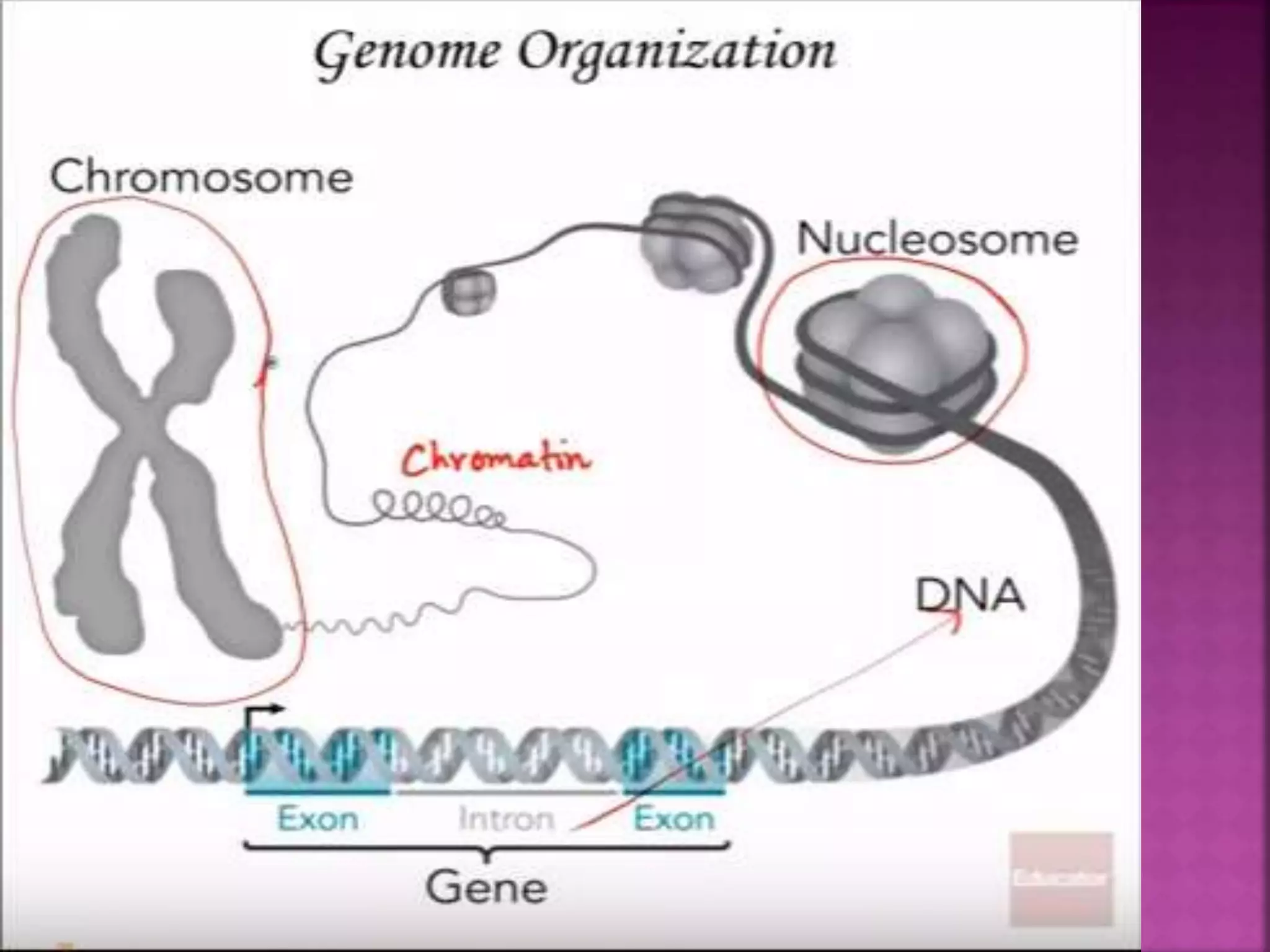 Genome organization and gene expression and its regulation | PPTX