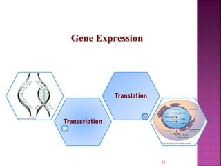 Genome organization and gene expression and its regulation | PPTX