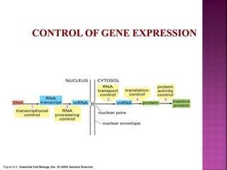 Genome organization and gene expression and its regulation | PPTX