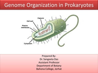 Genome organization in prokaryotes | PPTX