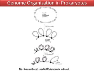 Genome organization in prokaryotes | PPTX