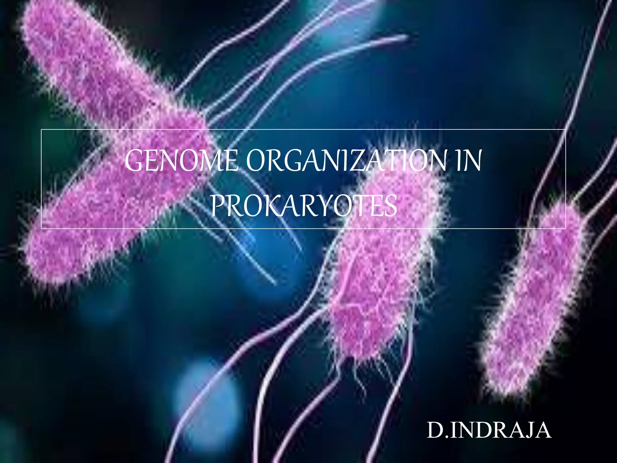 Genome organization in prokaryotes(molecular biology) | PPTX