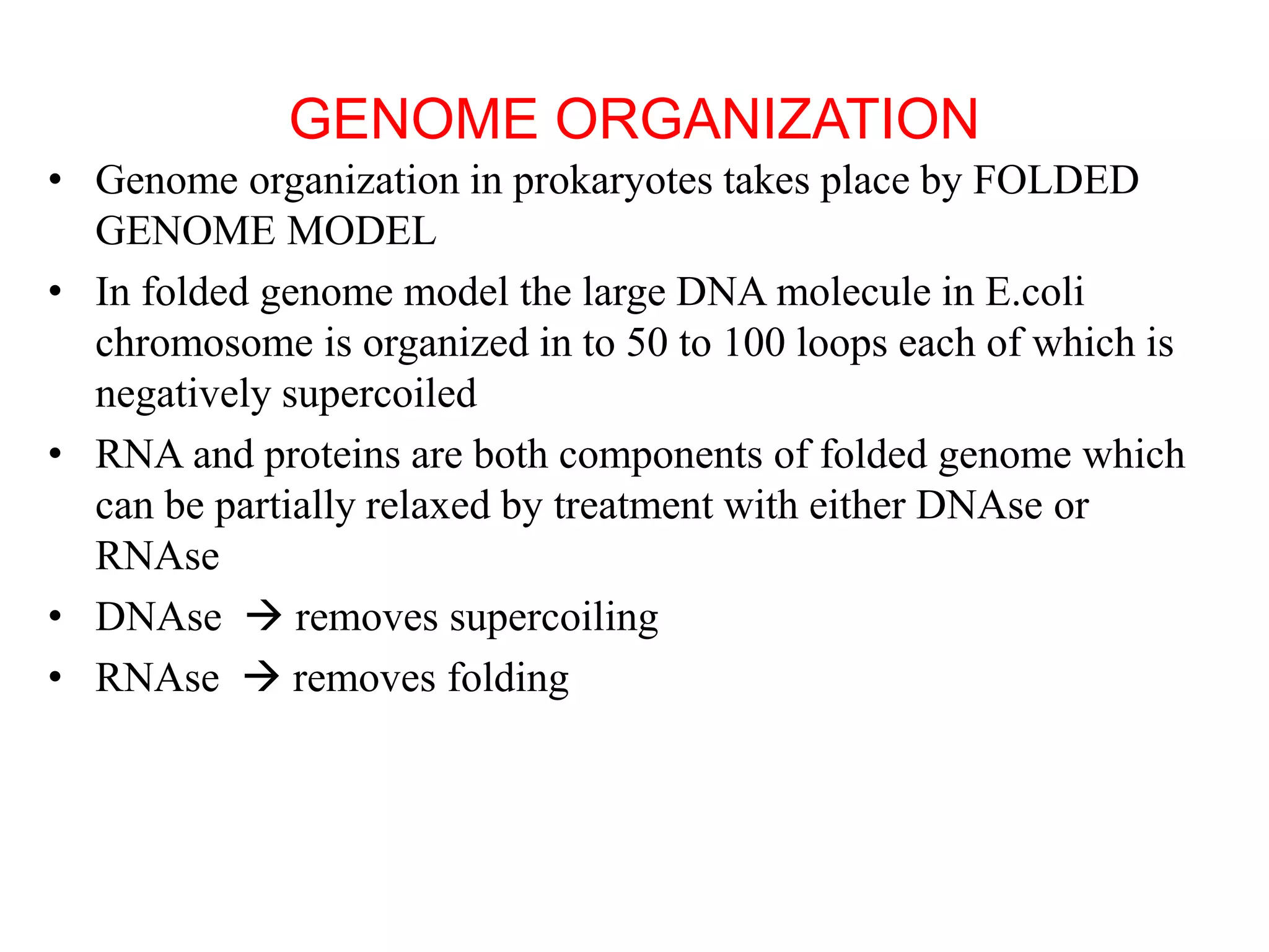 Genome organization in prokaryotes(molecular biology) | PPTX