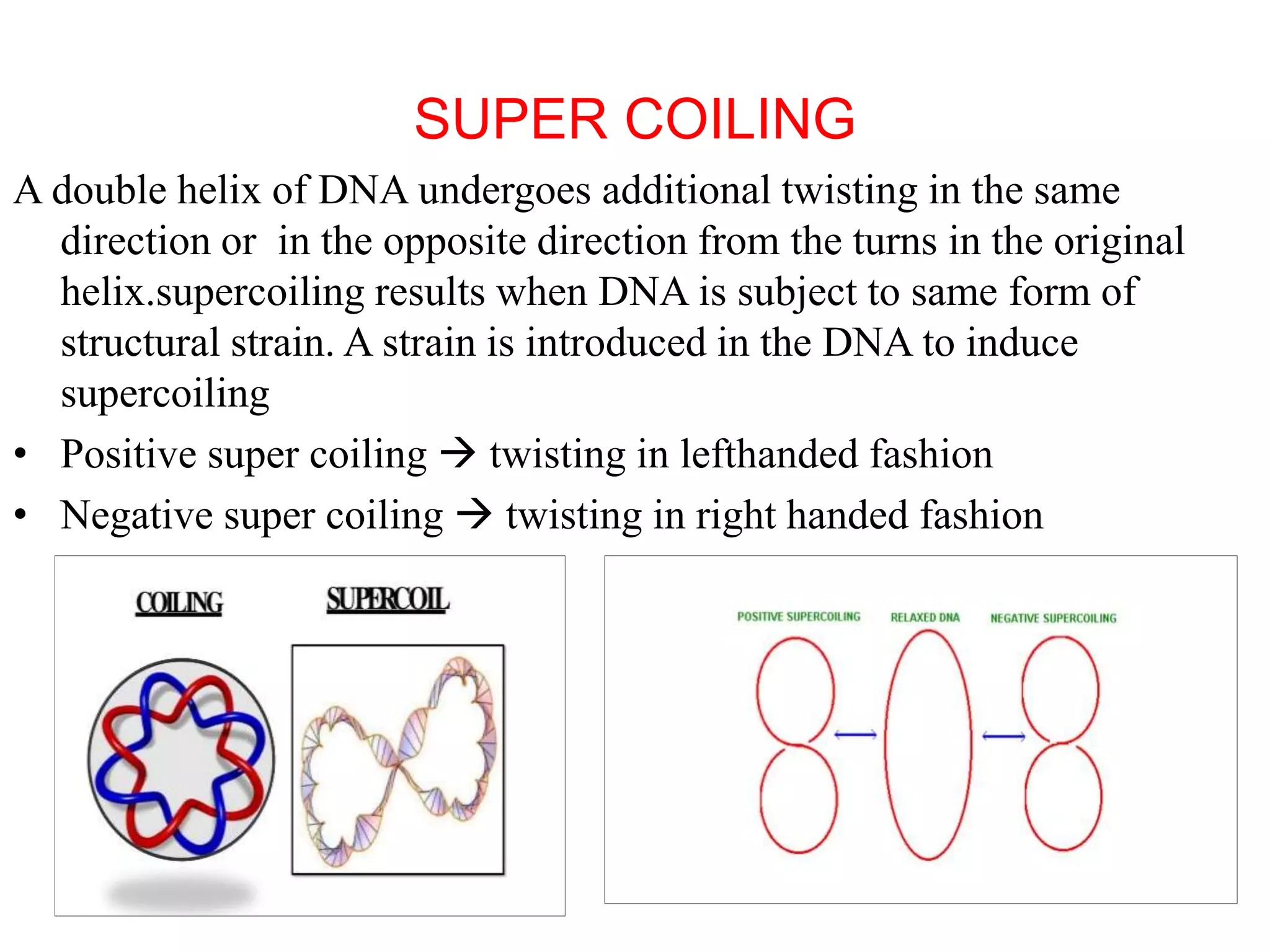 Genome organization in prokaryotes(molecular biology) | PPTX