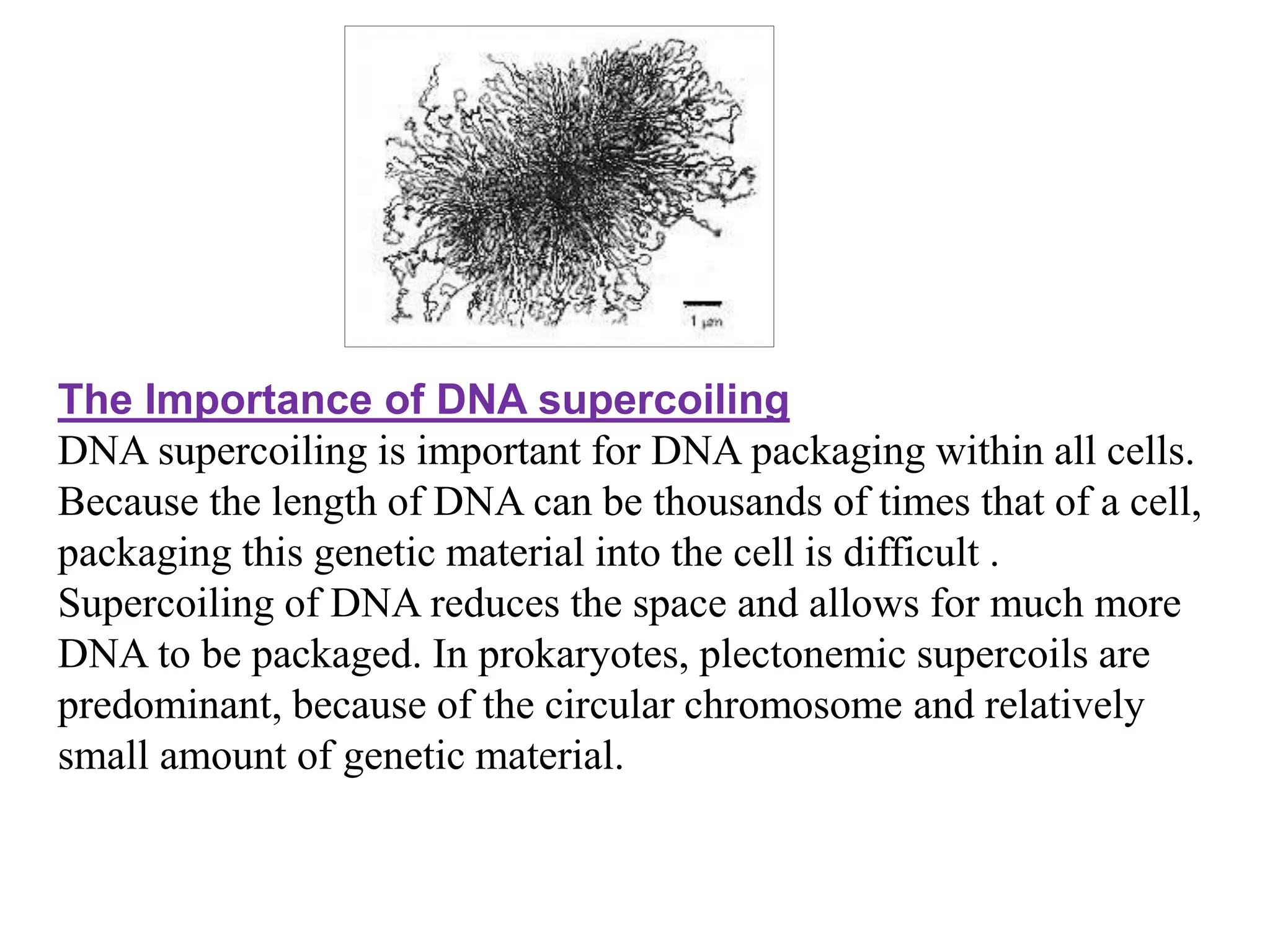 Genome organization in prokaryotes(molecular biology) | PPTX