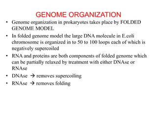 Genome organization in prokaryotes(molecular biology) | PPTX