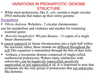 Genome organization in prokaryotes(molecular biology) | PPTX