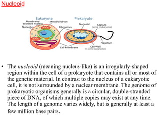 Genome organization in prokaryotes(molecular biology) | PPTX