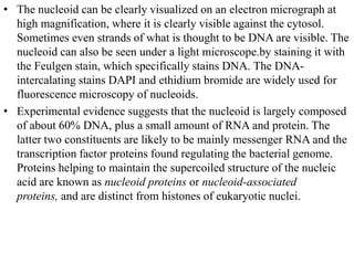 Genome organization in prokaryotes(molecular biology) | PPTX