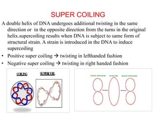 Genome organization in prokaryotes(molecular biology) | PPTX