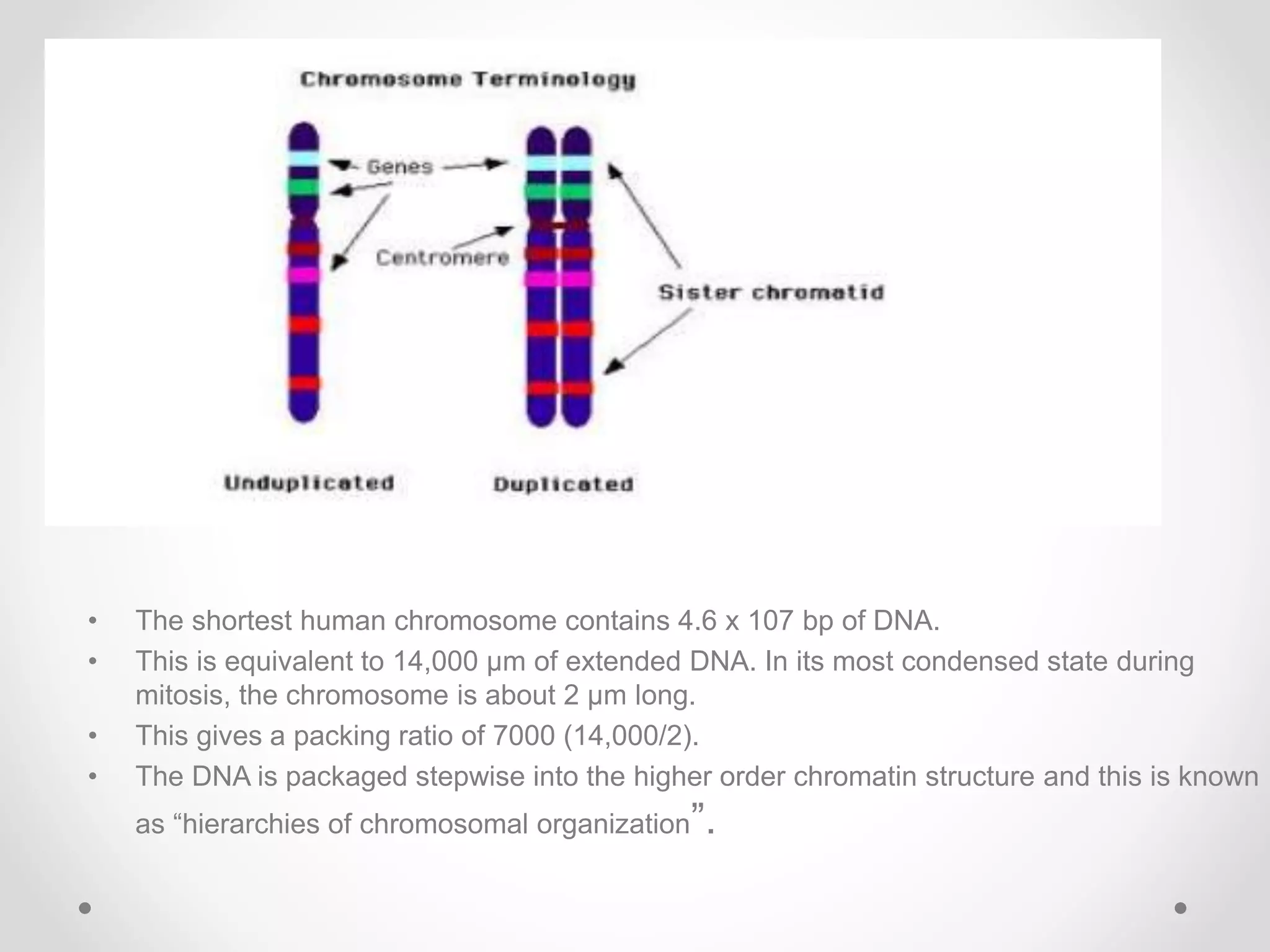 Genome organization of prokaryotes and eukaryotes | PPTX