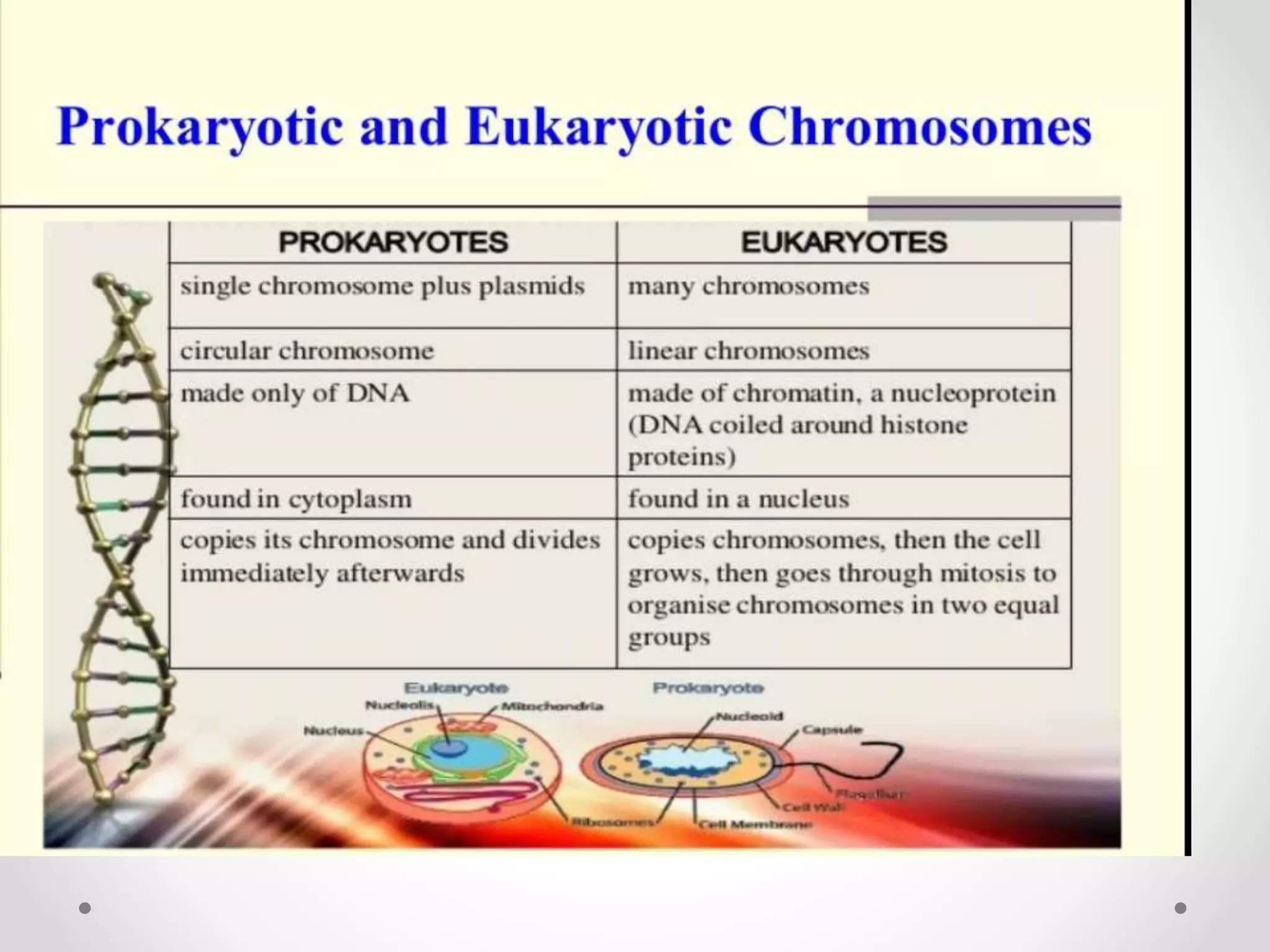 Genome organization of prokaryotes and eukaryotes | PPTX