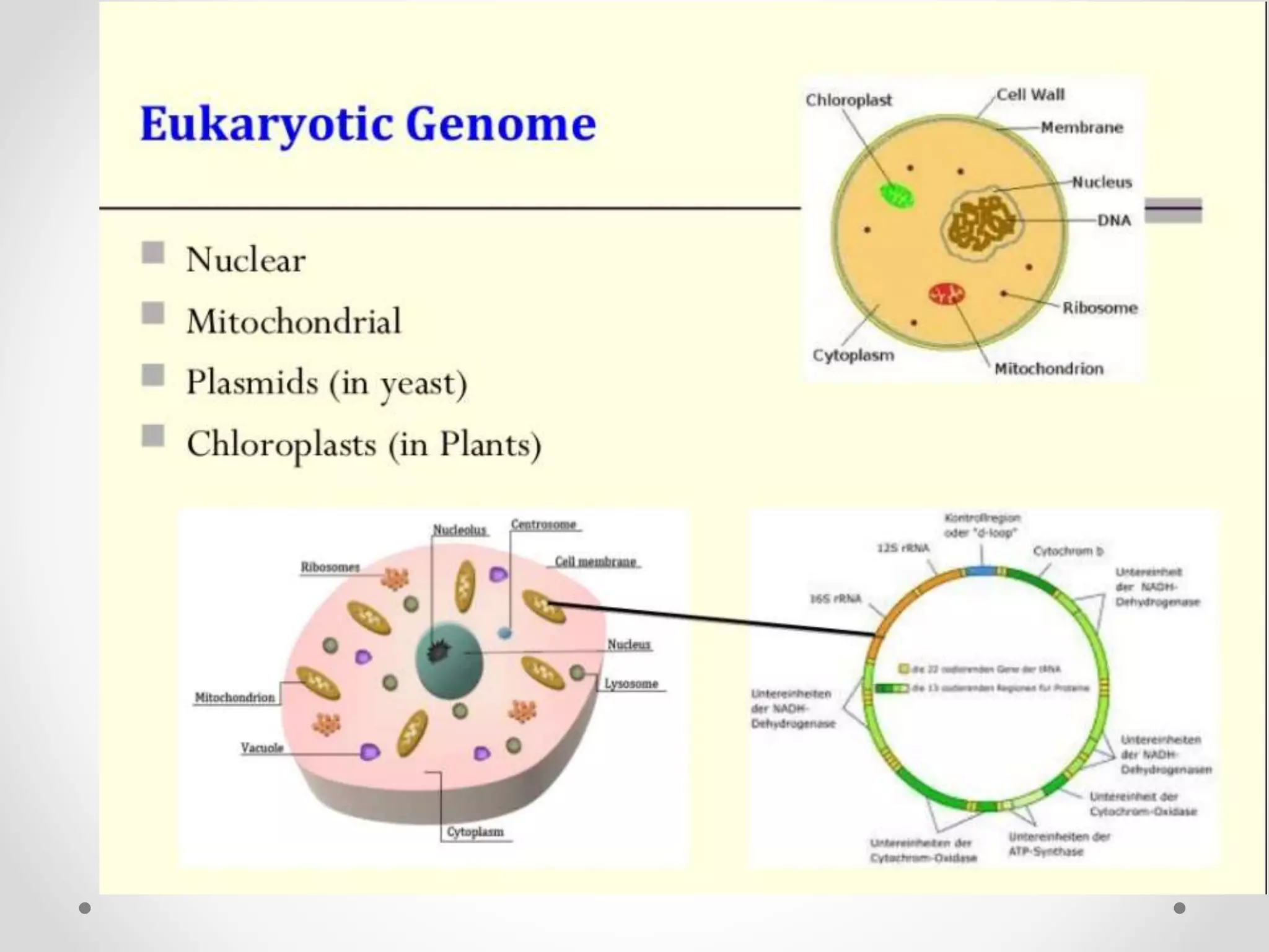 Genome organization of prokaryotes and eukaryotes | PPTX