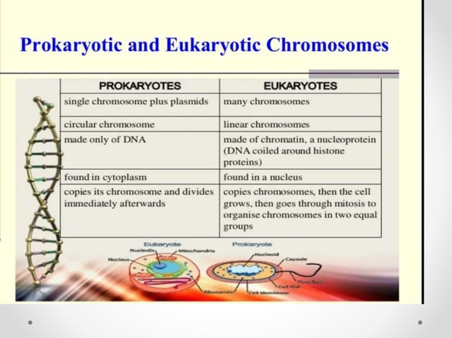 Genome organization of prokaryotes and eukaryotes