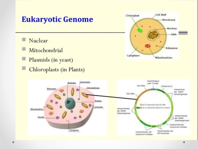 Genome organization of prokaryotes and eukaryotes