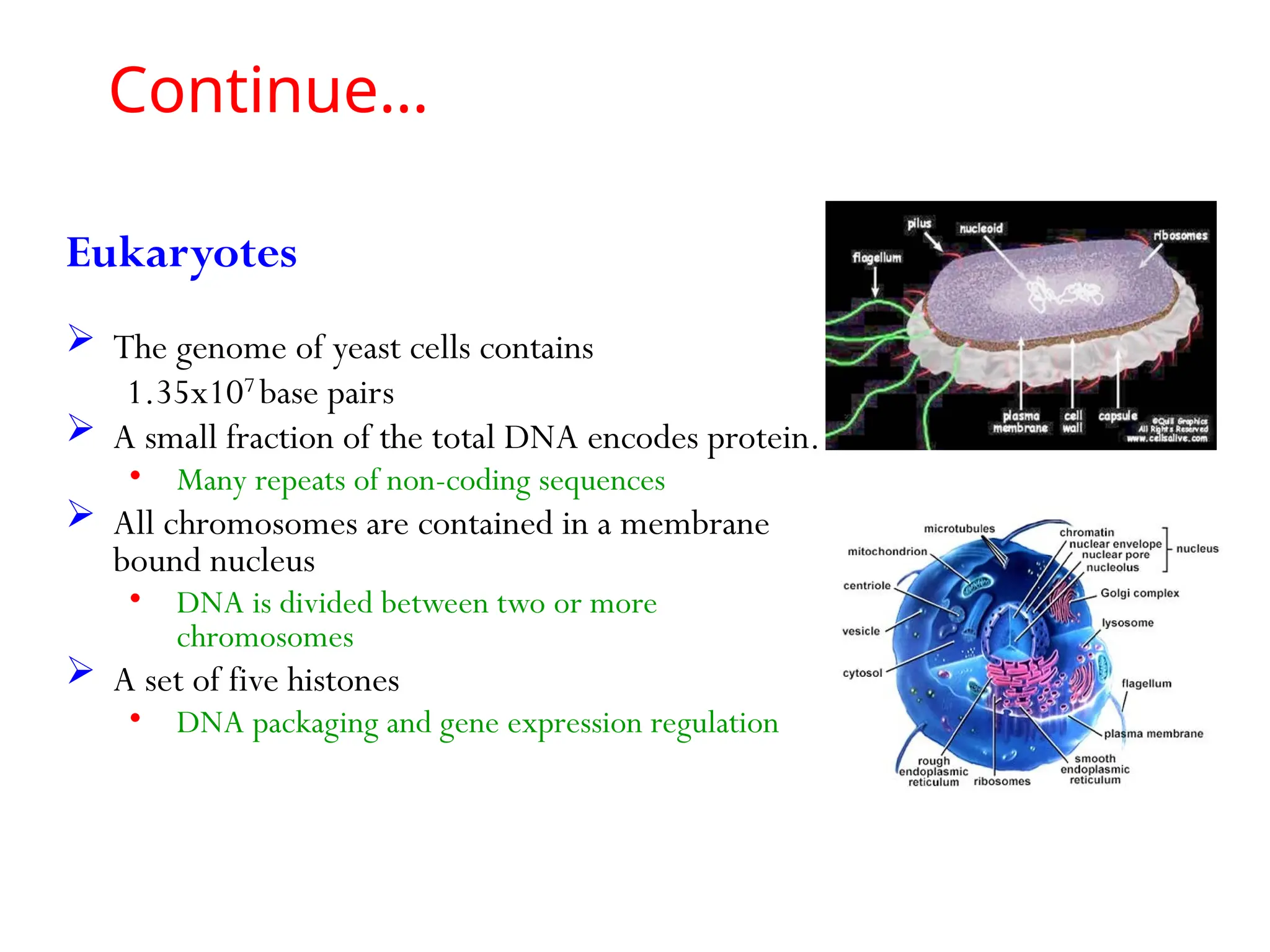 GENOME ORGANIZATION OF PROKARYOTES EUKARYOTES.pptx