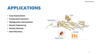Genome Projects : Human, Rice,Wheat,E coli and Arabidopsis. | PPTX