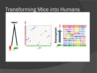 Genome rearrangment | PPT | Biological Sciences | Science