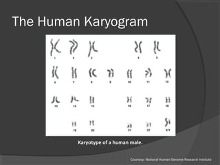 Genome rearrangment | PPT