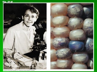 Genomes and Their Evolution detailed explanation | PPT