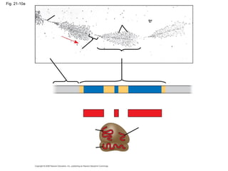 Genomes and Their Evolution detailed explanation | PPT