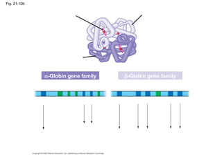 Genomes and Their Evolution detailed explanation | PPT