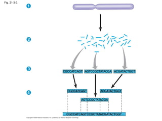 Genomes and Their Evolution detailed explanation | PPT