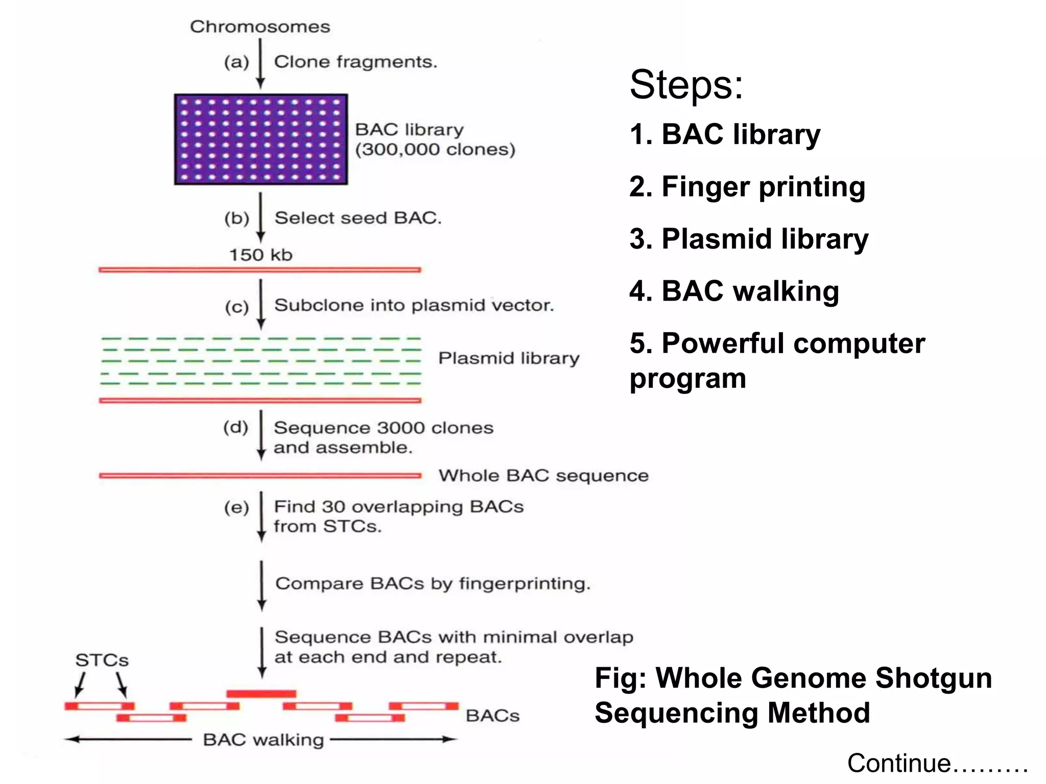 Genome sequencing | PPT
