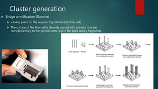Genome sequencing | PPT