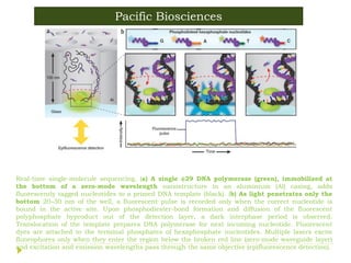 Genome sequencing, DNA sequencing method | PDF