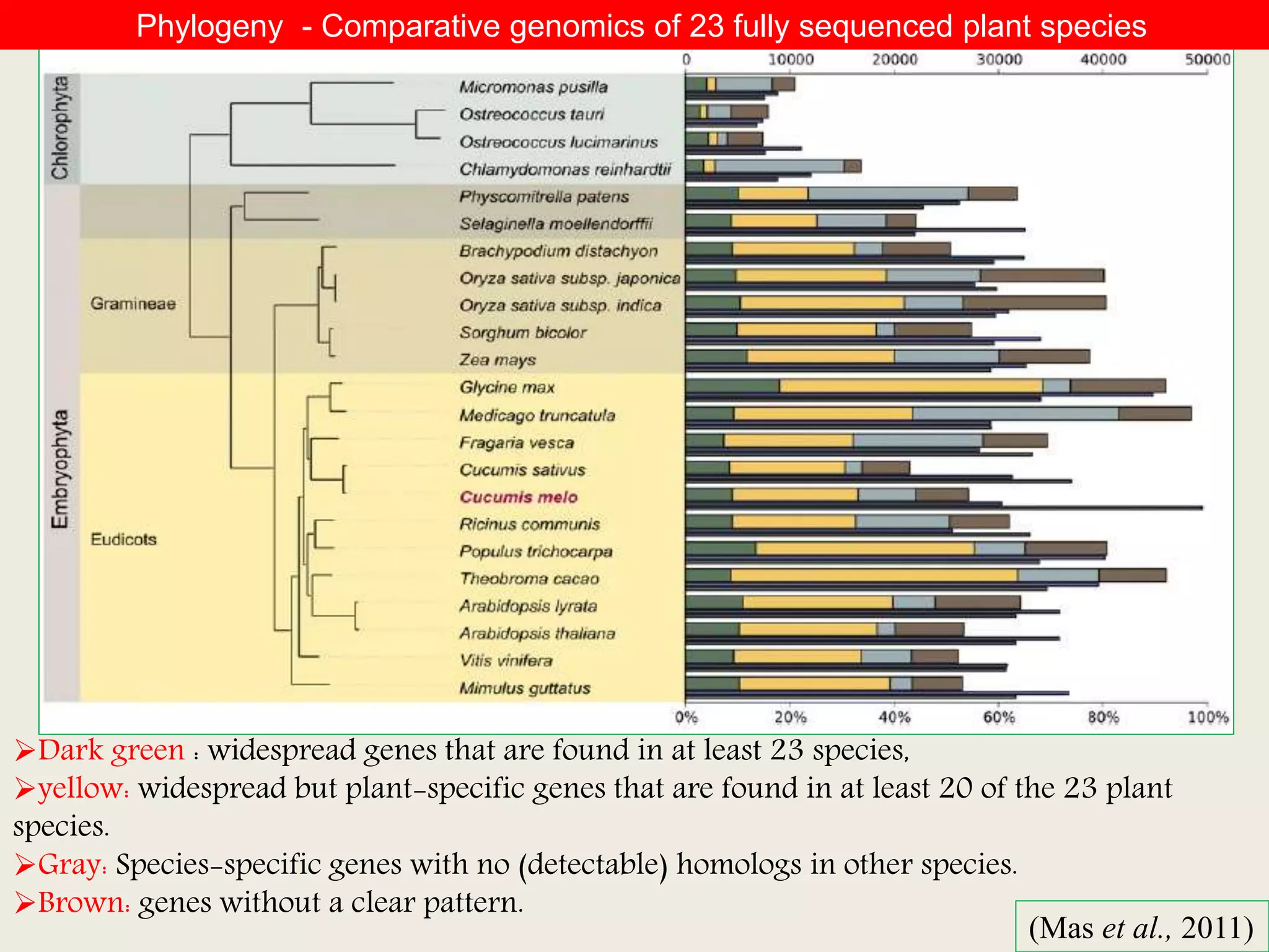 Genome sequencing in vegetable crops | PPTX