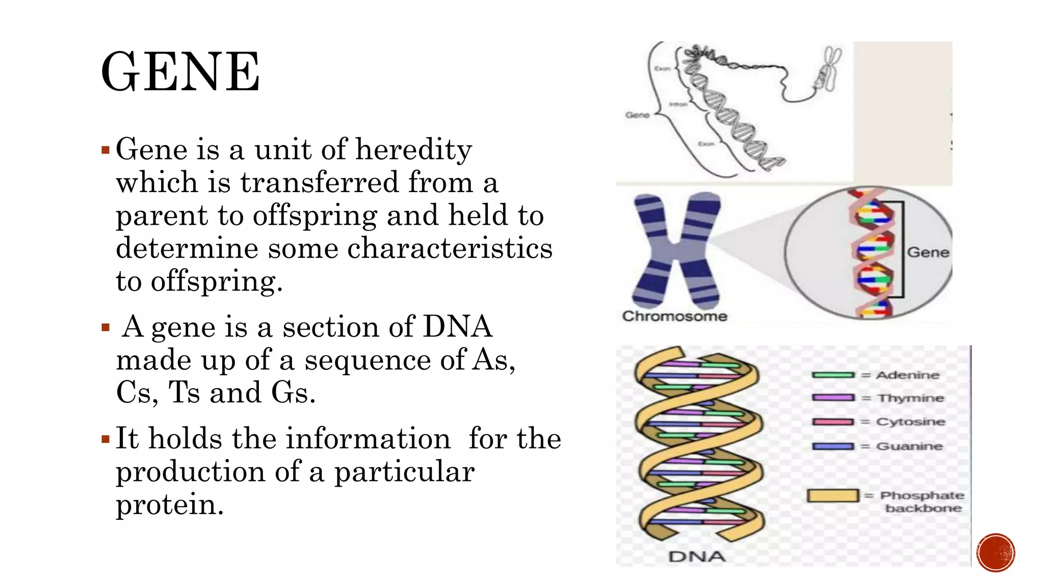 Genome size and complexity of eukaryotic genome.pptx