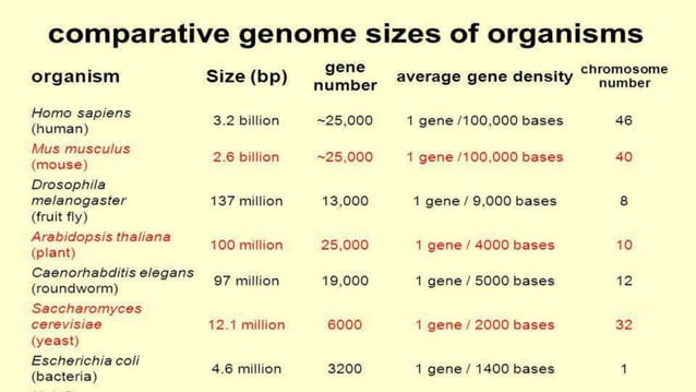 Genome size and complexity of eukaryotic genome.pptx | Biological ...