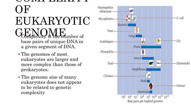 Genome size and complexity of eukaryotic genome.pptx | Biological ...