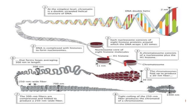Genome size and complexity of eukaryotic genome.pptx | Biological ...