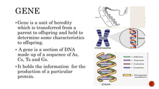 Genome size and complexity of eukaryotic genome.pptx