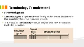 Genome size, organization,& gene regulation in prokaryotes (lac-operon ...