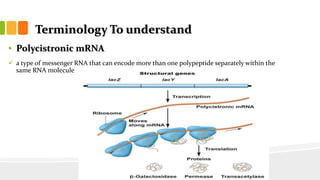 Genome size, organization,& gene regulation in prokaryotes (lac-operon ...