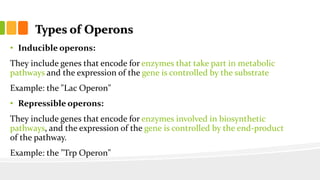 Genome size, organization,& gene regulation in prokaryotes (lac-operon ...