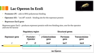 Genome size, organization,& gene regulation in prokaryotes (lac-operon ...