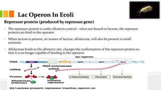 Genome size, organization,& gene regulation in prokaryotes (lac-operon ...
