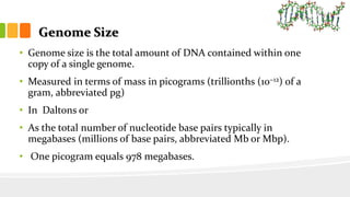 Genome size, organization,& gene regulation in prokaryotes (lac-operon ...