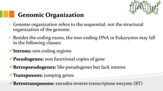 Genome size, organization,& gene regulation in prokaryotes (lac-operon ...