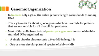 Genome size, organization,& gene regulation in prokaryotes (lac-operon ...