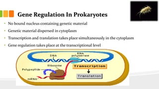 Genome size, organization,& gene regulation in prokaryotes (lac-operon ...