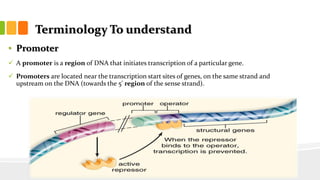 Genome size, organization,& gene regulation in prokaryotes (lac-operon ...