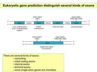 Genome structure | PDF