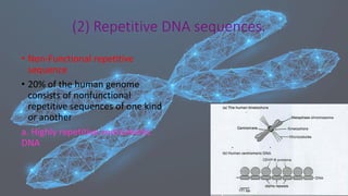 genome structure and repetitive sequence.pdf