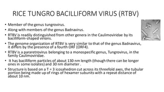 Genome structure of plant viruses.pdf