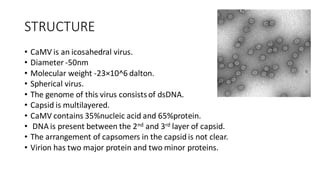 Genome structure of plant viruses.pdf